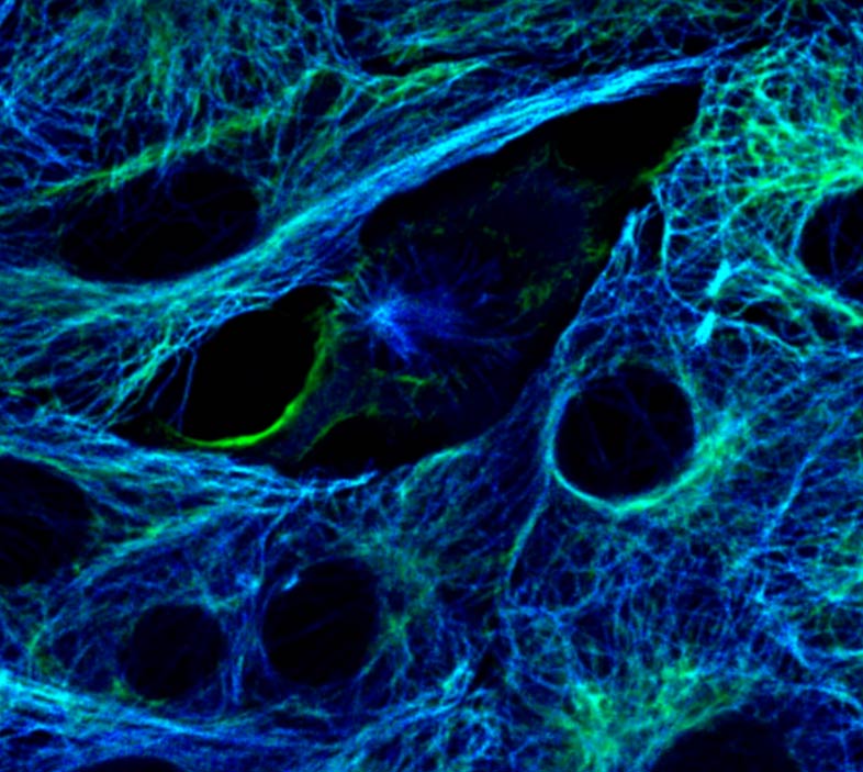 STELLARIS FALCON FLIM Microscope | Products | Leica Microsystems