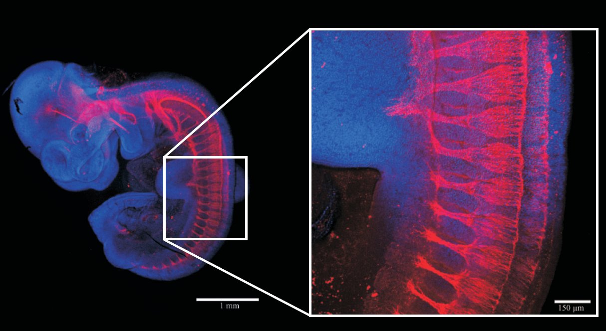 TCS LSI Imagerie à champ large - Supports | Produits | Leica Microsystems