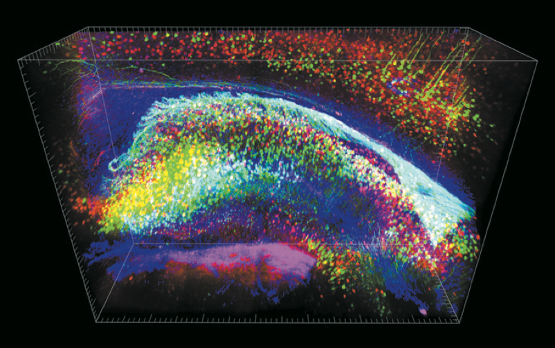 Map the Brain with CLARITY: Leica Science Lab