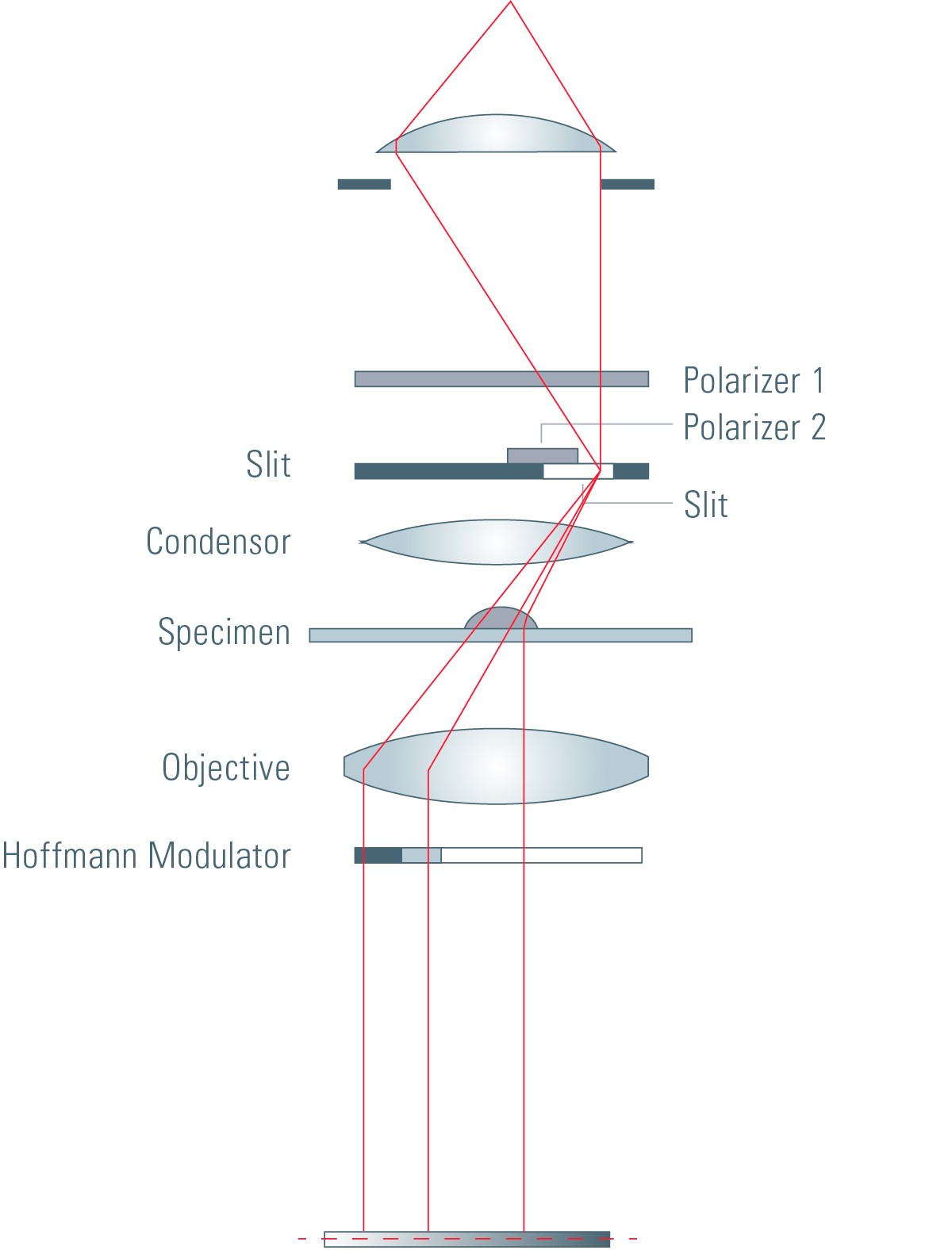 Integrated Modulation Contrast (IMC) | Learn & Share | Leica Microsystems