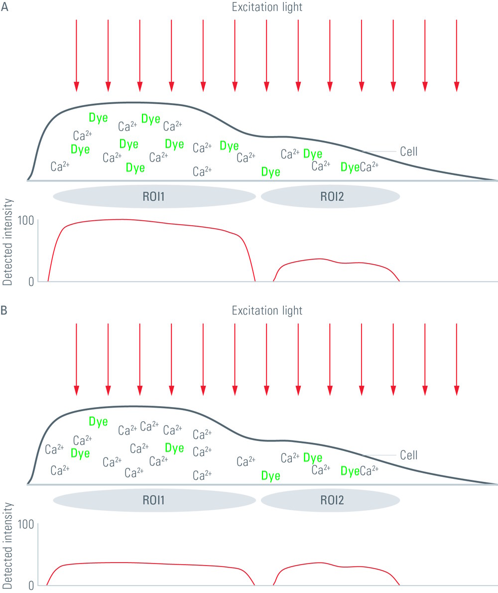 Ratiometric Imaging | Learn & Share | Leica Microsystems