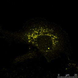 How to Prepare your Specimen for Immunofluorescence Microscopy | Learn ...