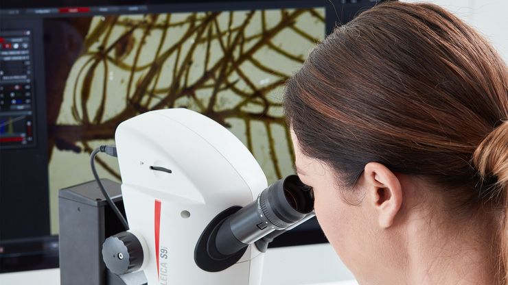 Stereo Microscopes | Products | Leica Microsystems