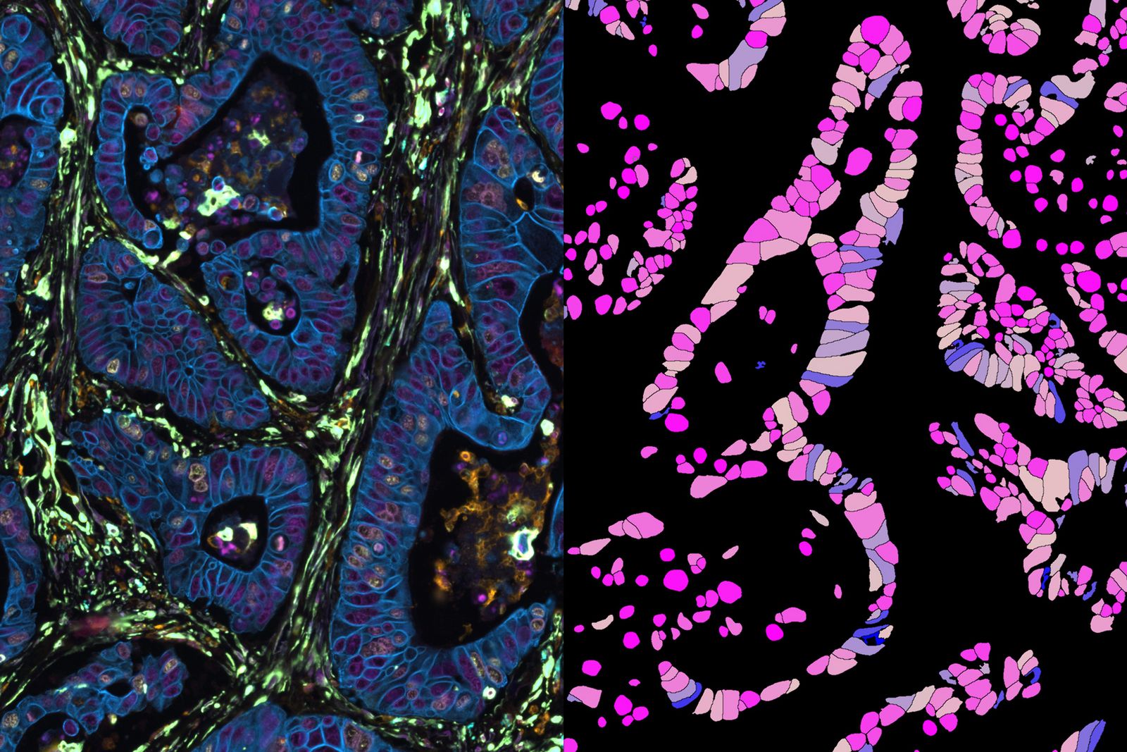 Aivia AI Image Analysis Software | Products | Leica Microsystems