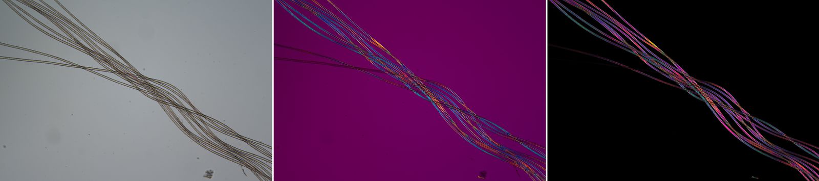 Polarizing Microscope Image Gallery | Learn & Share | Leica Microsystems
