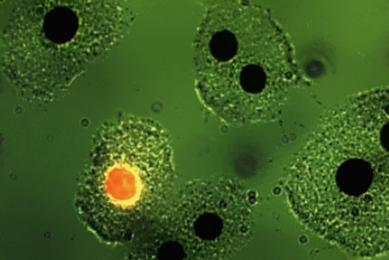 Epi-Illumination Fluorescence and Reflection-Contrast Microscopy ...