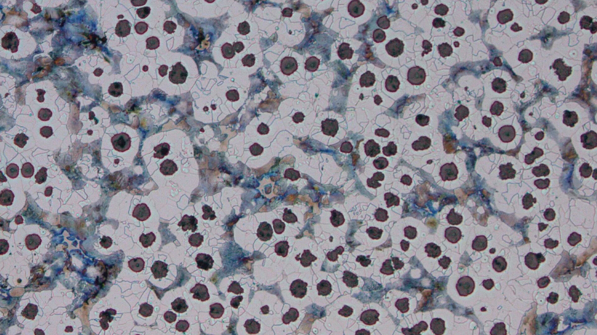 Metallography | Applications | Leica Microsystems