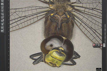 Microscope Imaging Software | Products | Leica Microsystems