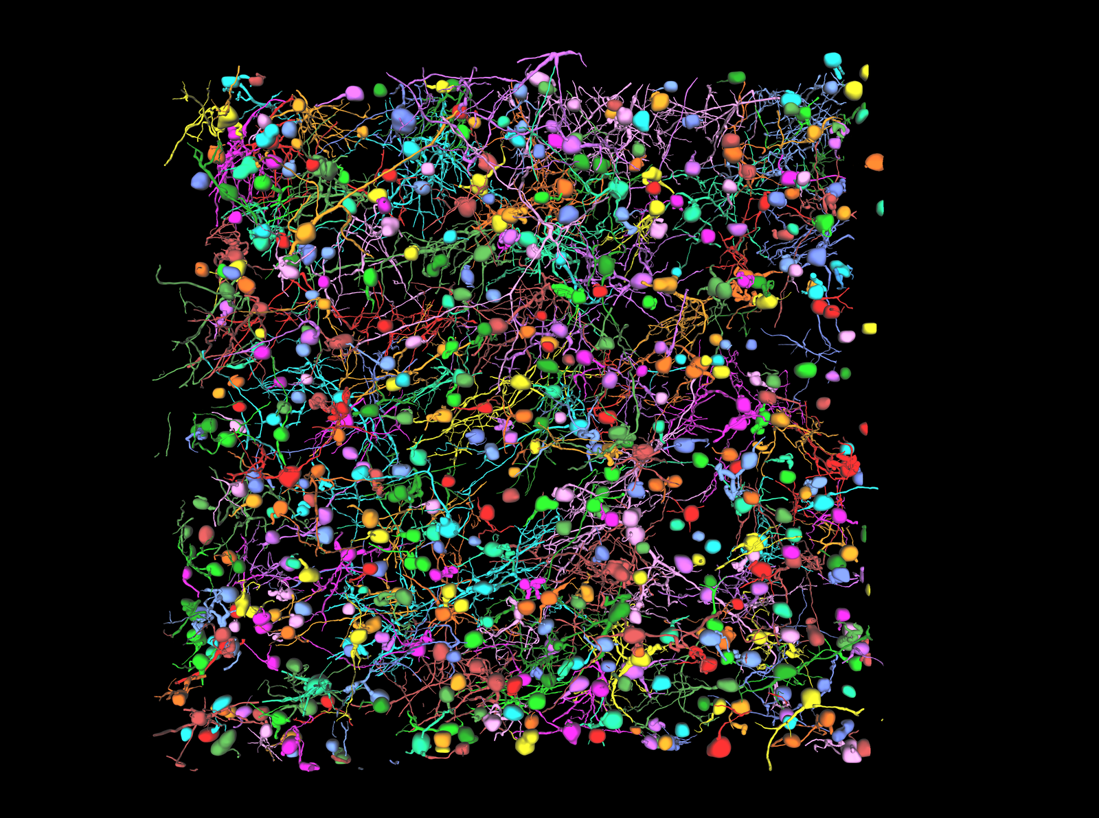 Neuroscientists to gain better insights with AI-powered image analysis ...