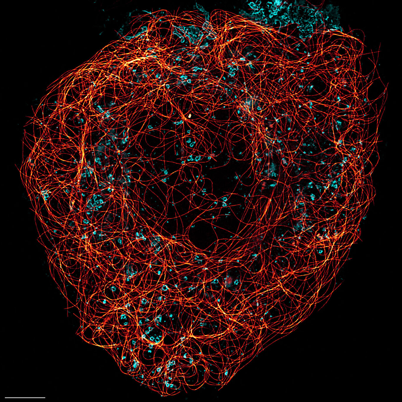 STED Microscopes STELLARIS | Products | Leica Microsystems