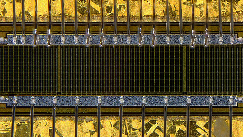 Stereo Microscopes | Products | Leica Microsystems