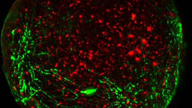 Microscope Imaging Software | Products | Leica Microsystems