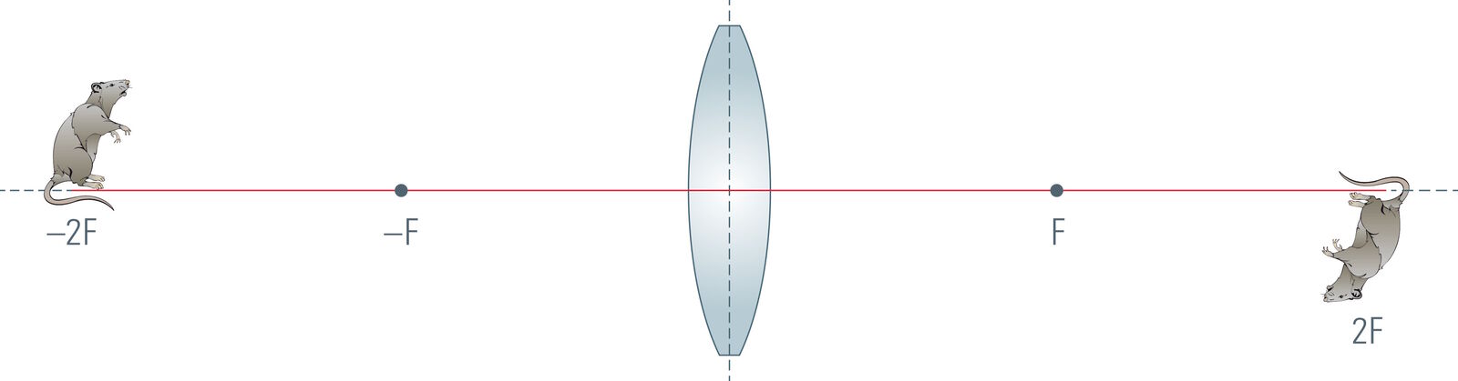 Optical Microscopes – Some Basics | Learn & Share | Leica Microsystems