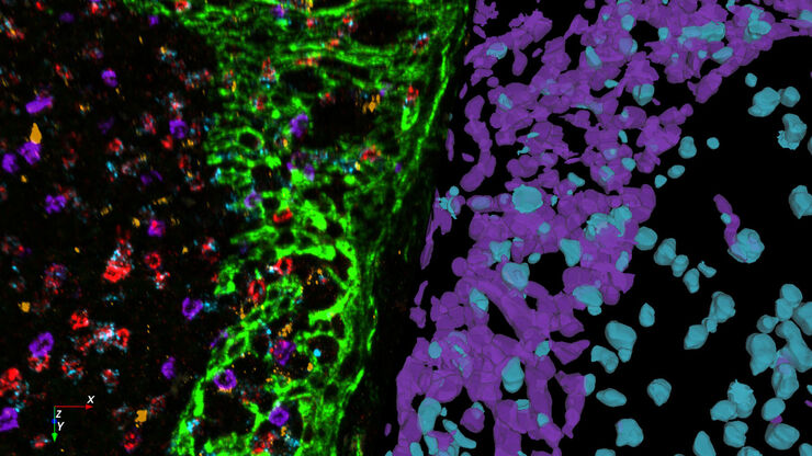 Aivia AI Image Analysis Software | Products | Leica Microsystems