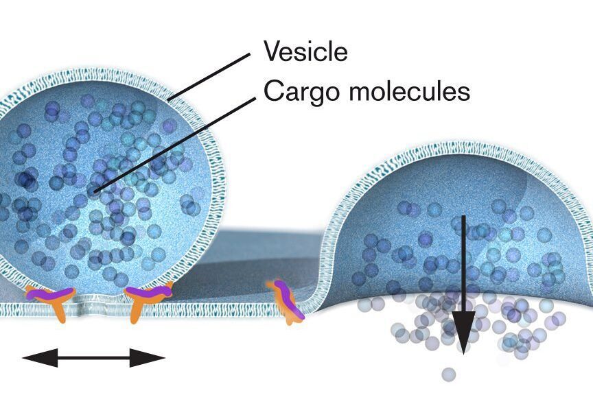 Vesicle In A Cell