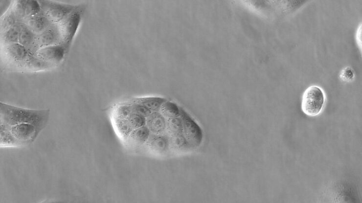 Microscopy Solutions for Cell Culture | Applications | Leica Microsystems