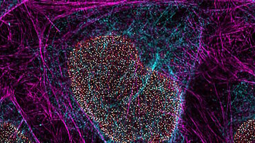 How to Perform Dynamic Multicolor Time-Lapse Imaging | Science Lab ...