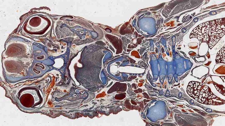 Leica DM2000 & DM2000 LED Ergonomic System Microscopes for Complex ...