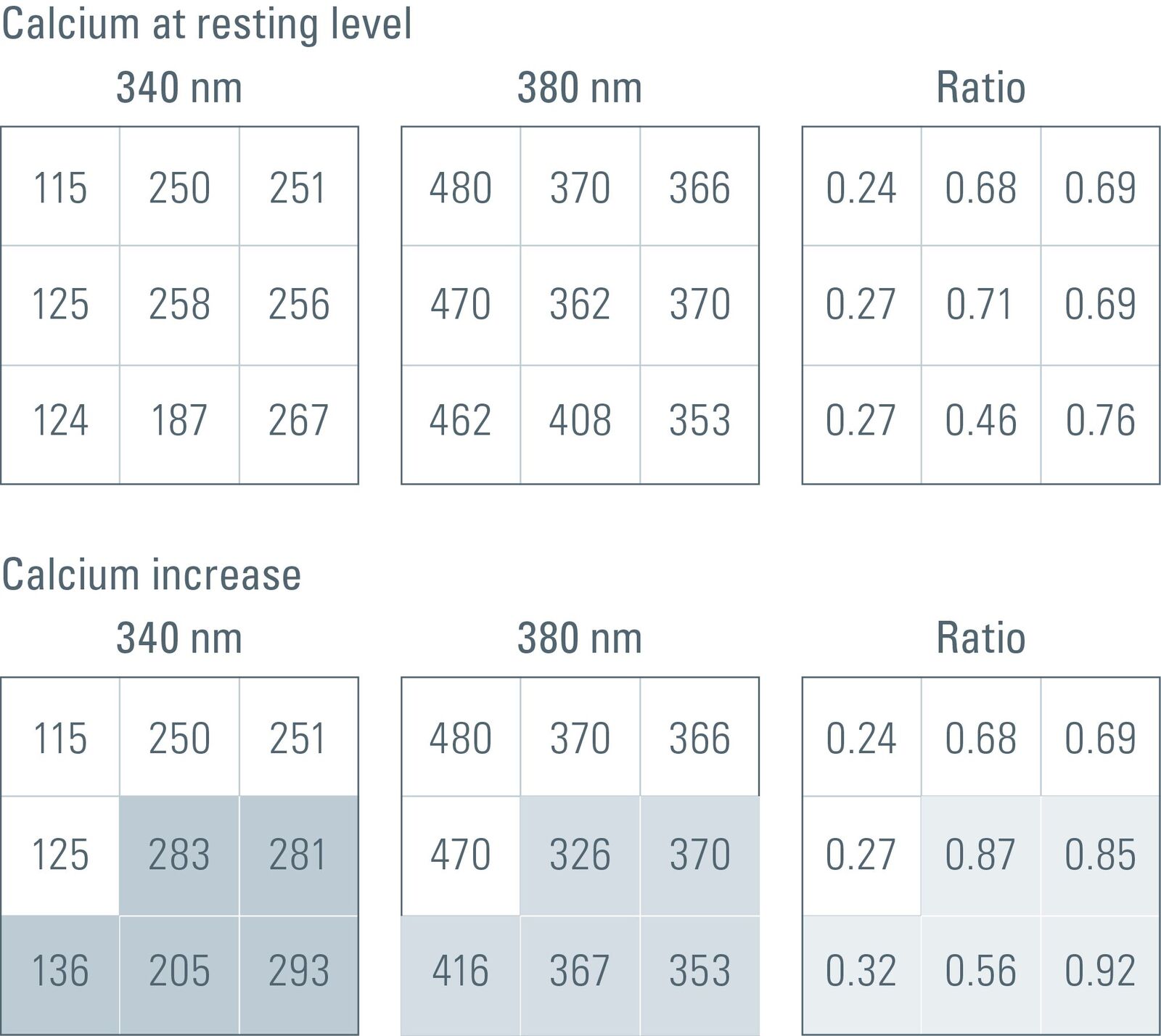 Ratiometric Imaging | Learn & Share | Leica Microsystems