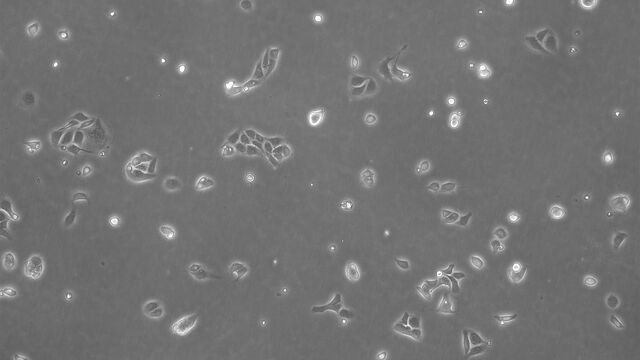 Microscopy Solutions for Cell Culture | Applications | Leica Microsystems