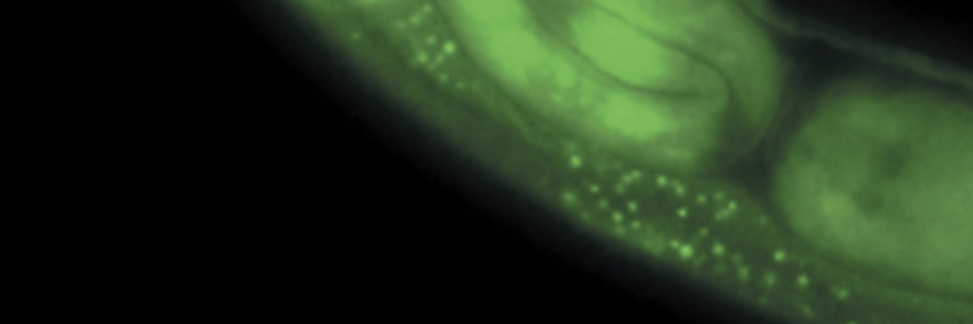 Leica DM2000 & DM2000 LED Ergonomic System Microscopes for Complex ...