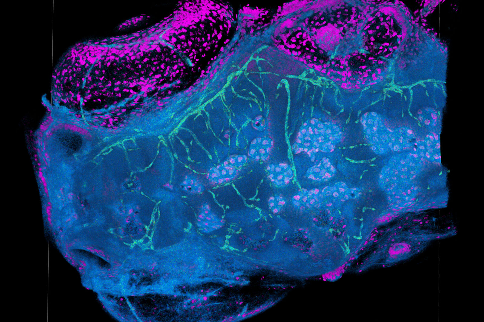 TauSense Technology Imaging Tools | Learn & Share | Leica Microsystems