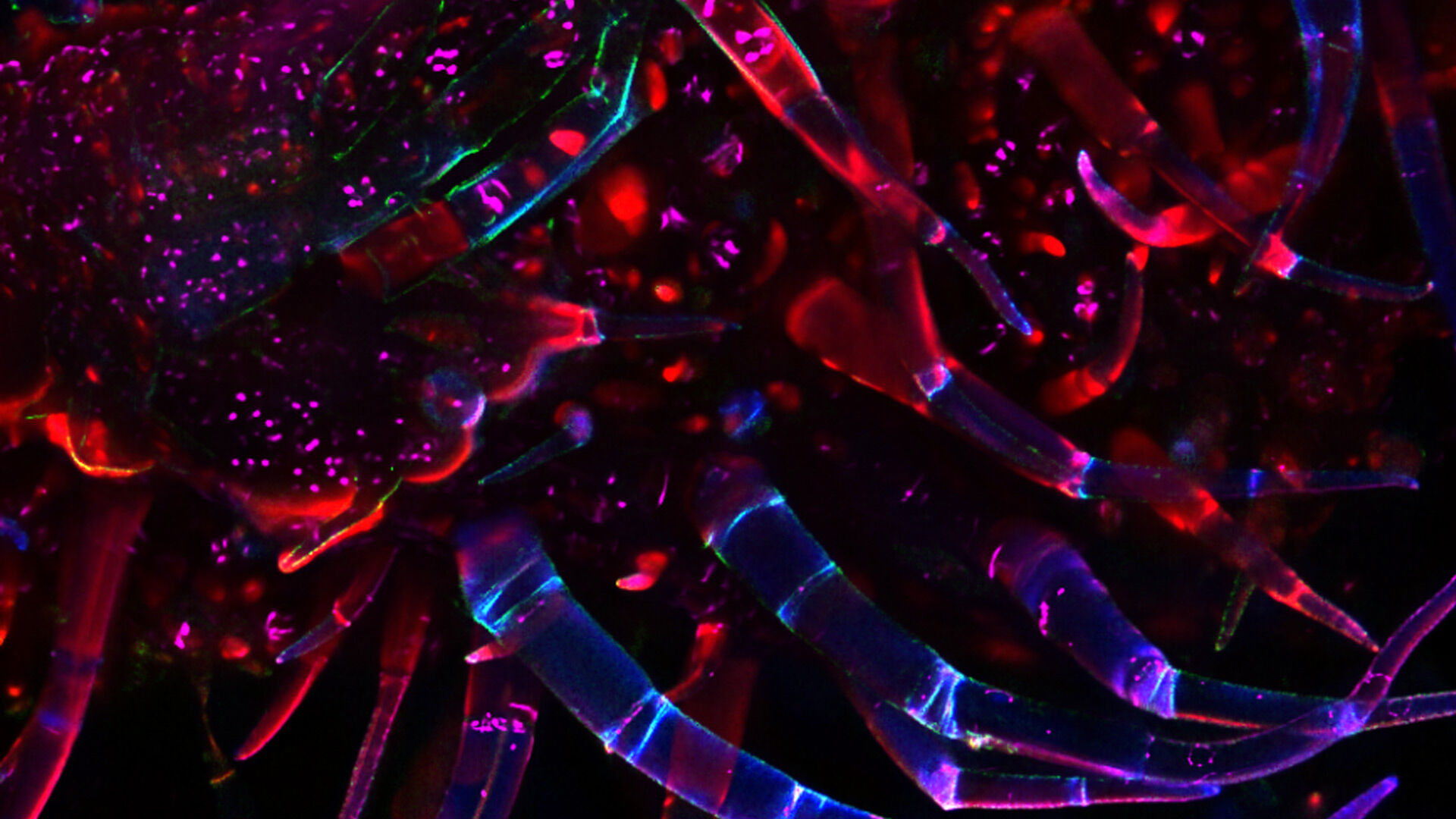 SP8 LIGHTNING Confocal Microscope | Products | Leica Microsystems