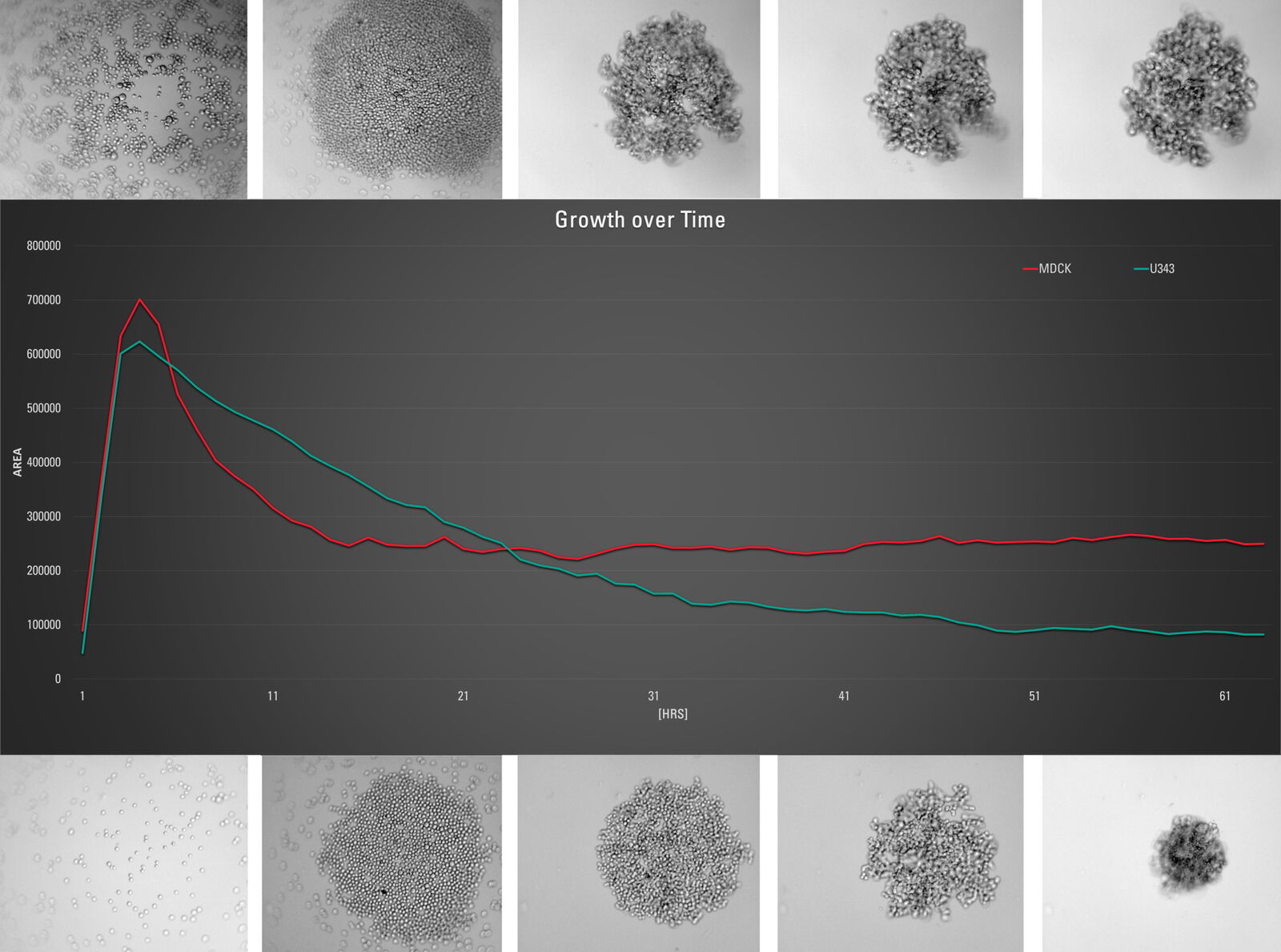 Efficient Long-term Time-lapse Microscopy | Learn & Share | Leica ...