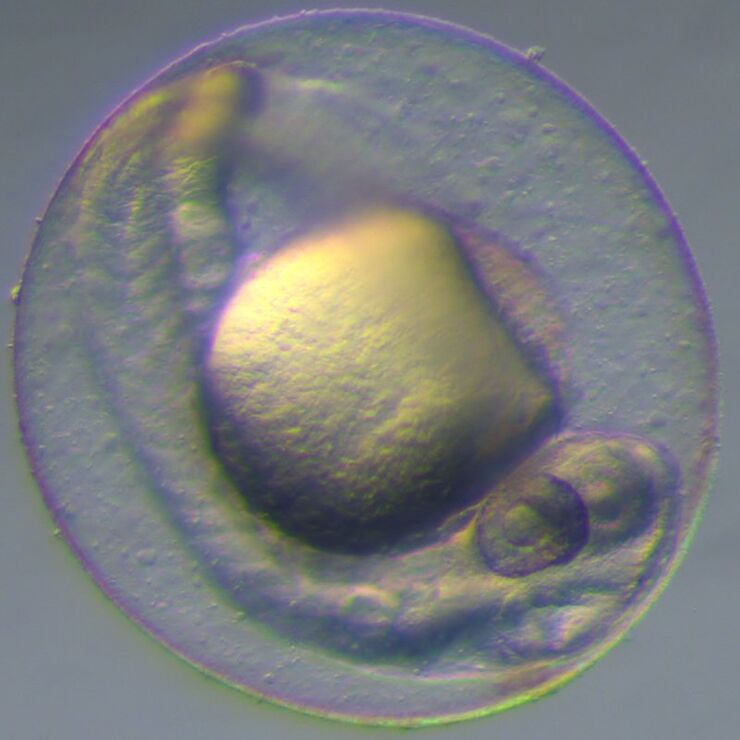 DMS1000 Low-to-Mid Range Magnification Digital Microscope - Media ...