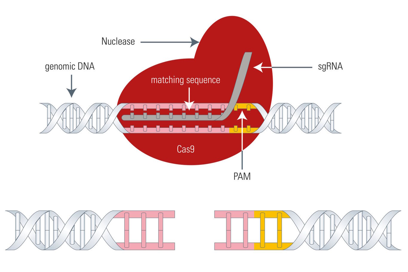 Gene Editing with CRISPR/Cas9 - Breakthrough in Genome Engineering ...
