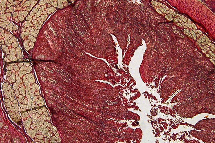 Leica DM2500 & DM2500 LED Optical microscope | Products | Leica ...