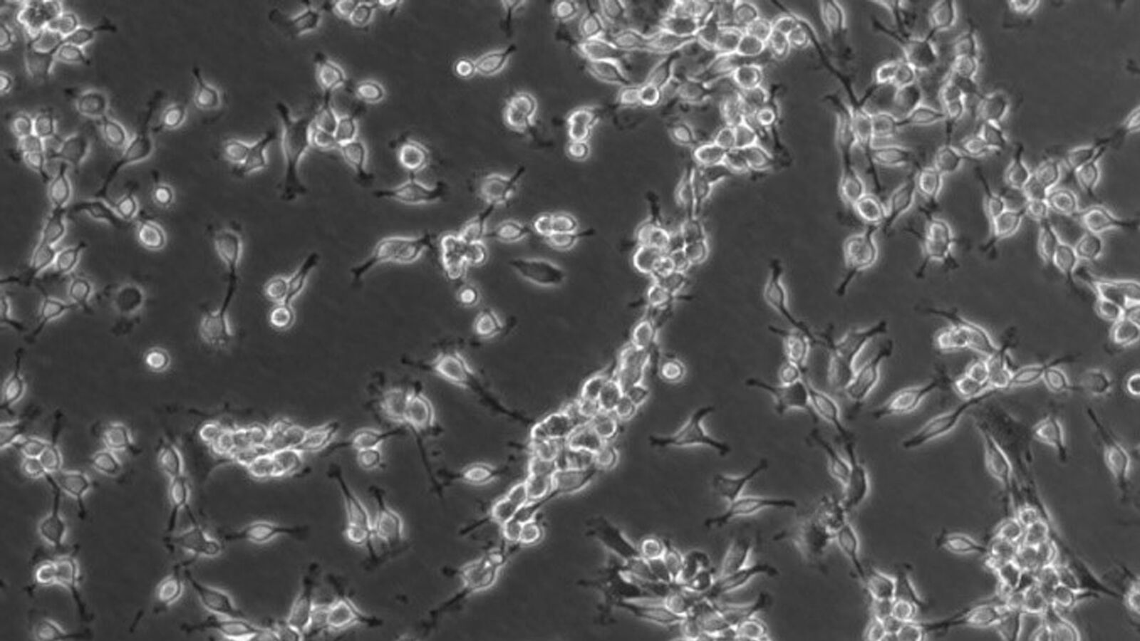 Clinical Pathology | Applications | Leica Microsystems