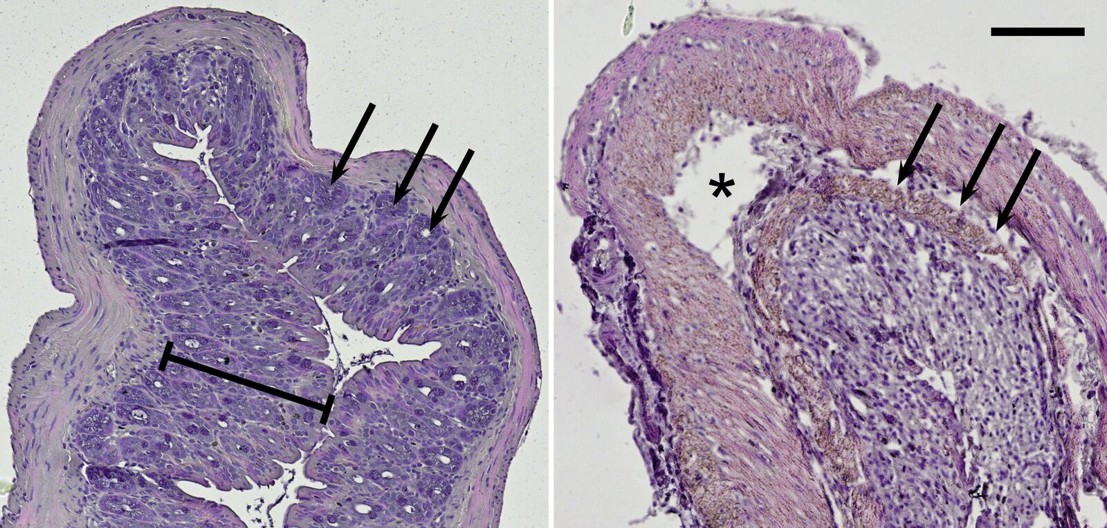 cells under a microscope