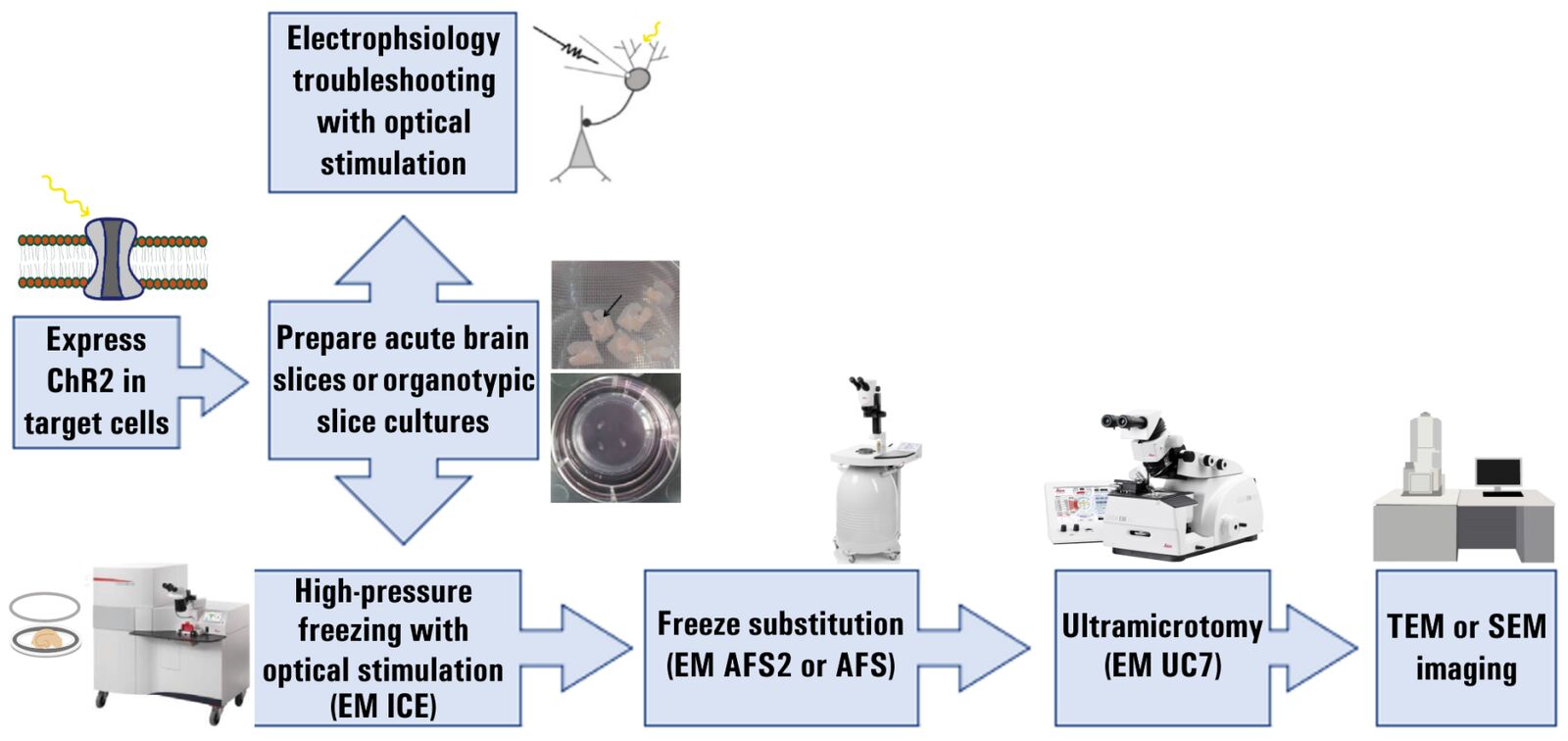 Investigating Synapses in Brain Slices with Enhanced Functional ...