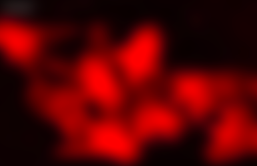 Leica M205 FCA & Leica M205 FA Fluorescence stereo microscopes ...