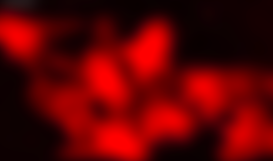 Leica M205 FCA & Leica M205 FA Fluorescence stereo microscopes ...