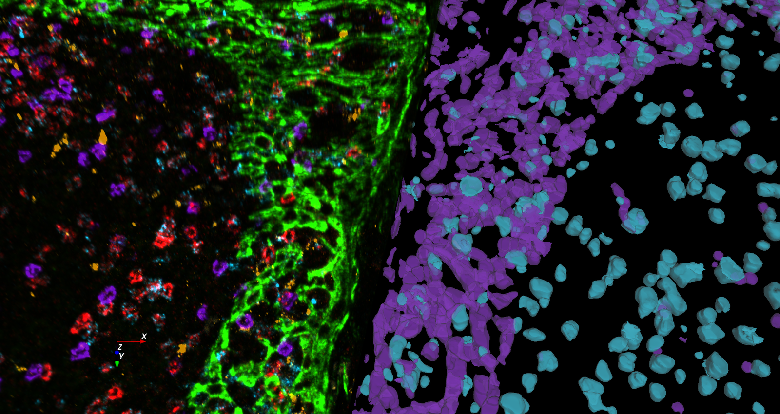 AI-powered software allows deeper spatial insights from 3D images ...