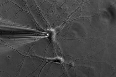 DM6 Fixed Stage Fluorescence Microscope | Products | Leica Microsystems