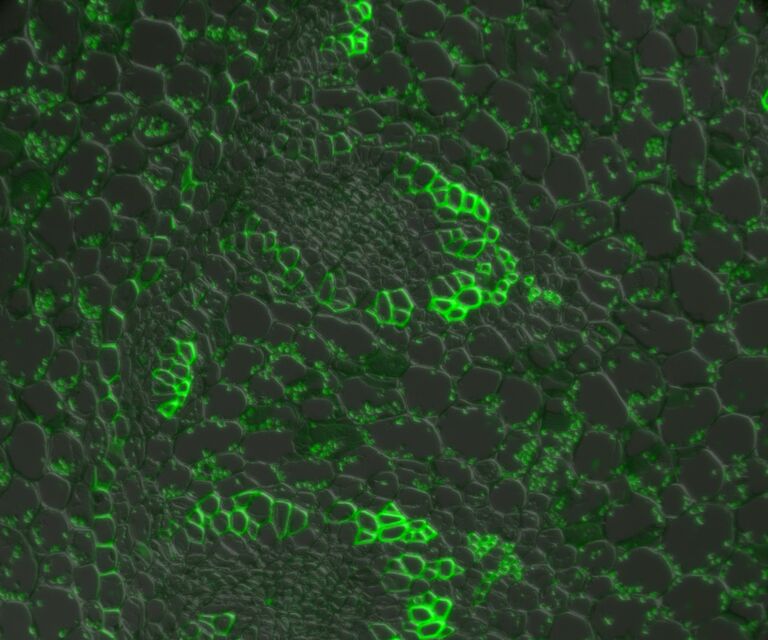 Introduction to Widefield Microscopy | Learn & Share | Leica Microsystems