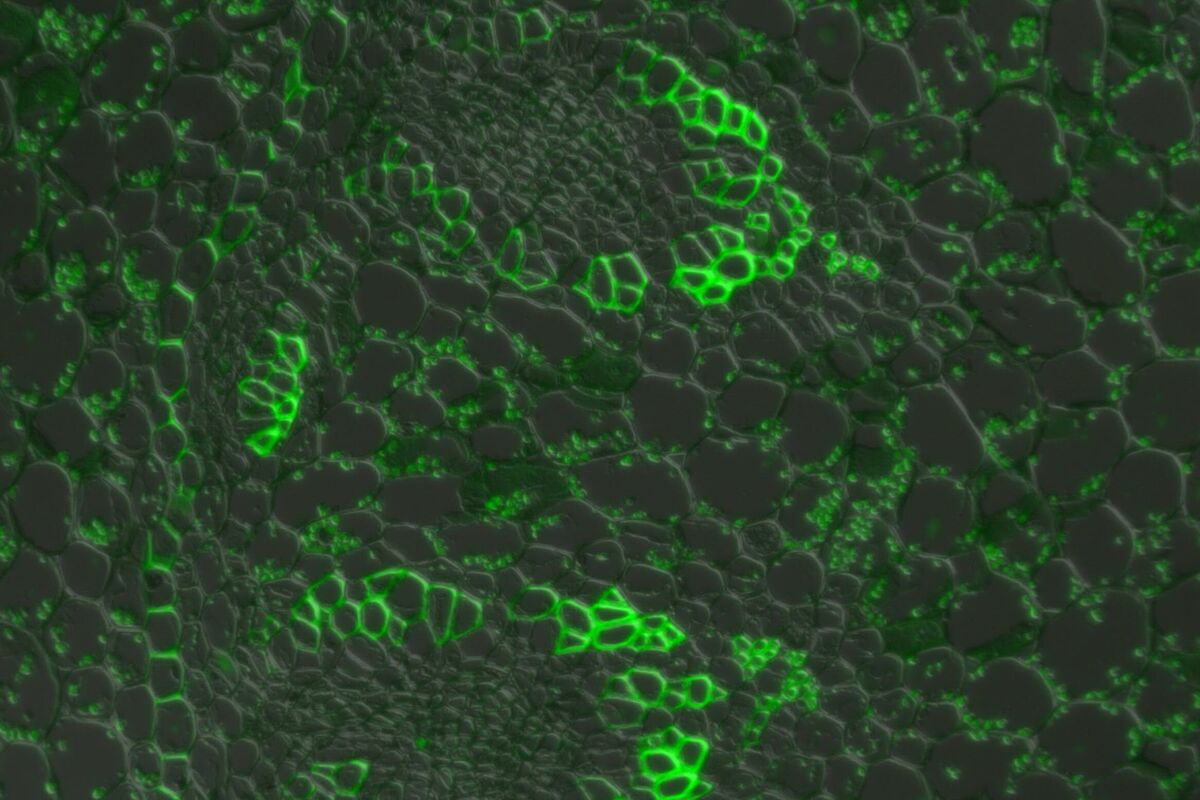 Introduction to Widefield Microscopy | Learn & Share | Leica Microsystems