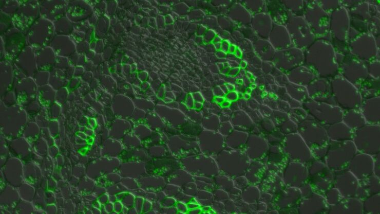 Mica - In der Praxis | Produkte | Leica Microsystems