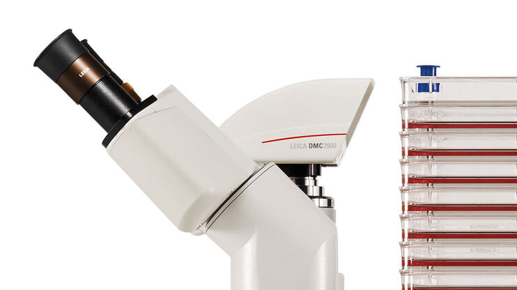 Microscopy Solutions for Cell Culture | Applications | Leica Microsystems
