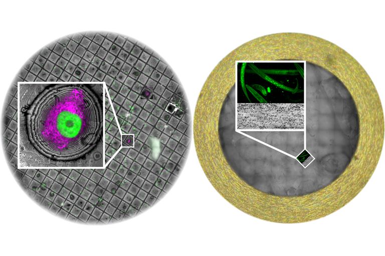 Integrated Serial Sectioning and Cryo-EM Workflows for 3D Biological ...