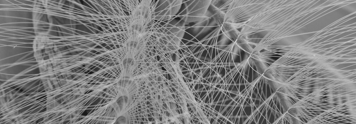 Sputter Coater & Freeze Fracturing Systems | Products | Leica Microsystems