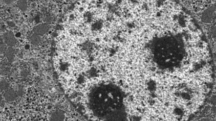 University of Regensburg, Department of Pathology, Facility for ...