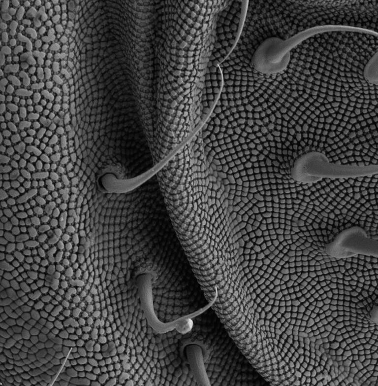 Brief Introduction to Coating Technology for Electron Microscopy ...