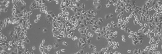 Microscopy Solutions for Cell Culture | Applications | Leica Microsystems