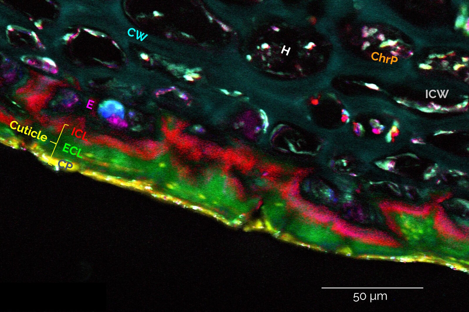 How to Prepare Samples for Stimulated Raman Scattering (SRS) imaging ...