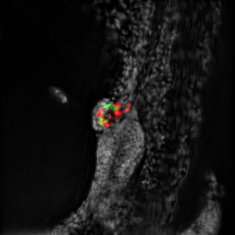 K5 sCMOS Microscope Camera | Products | Leica Microsystems