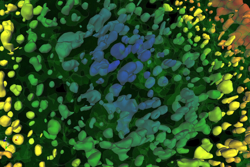 Aivia 10: Driving research for all with autonomous image analysis ...